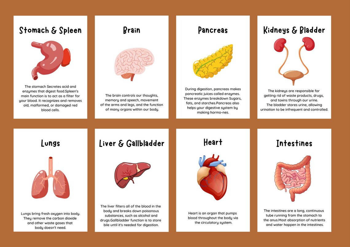 Human Organs Flash Educational Cards Printable PDF JPEG PNG Instant ...