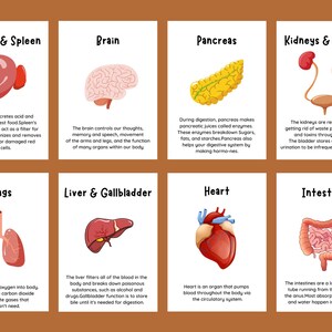 Human Organs Flash Educational Cards Printable PDF JPEG PNG Instant ...