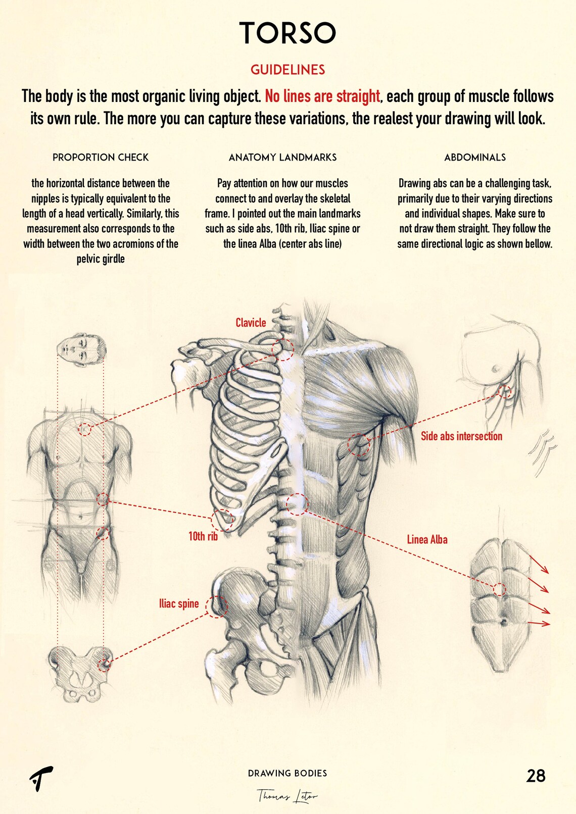 Advanced Constructive Figure Drawing Tutorial by Artist Thomas Letor ...