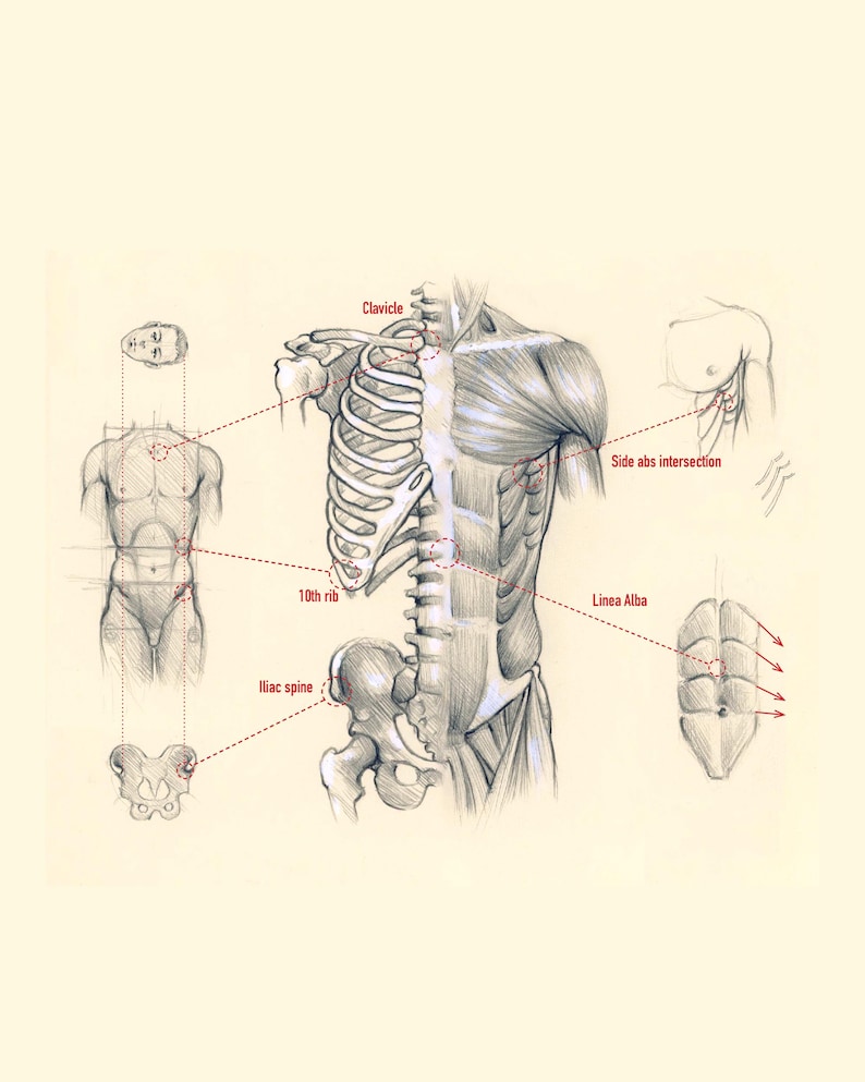 Advanced Constructive Figure Drawing Tutorial by Artist Thomas Letor ...