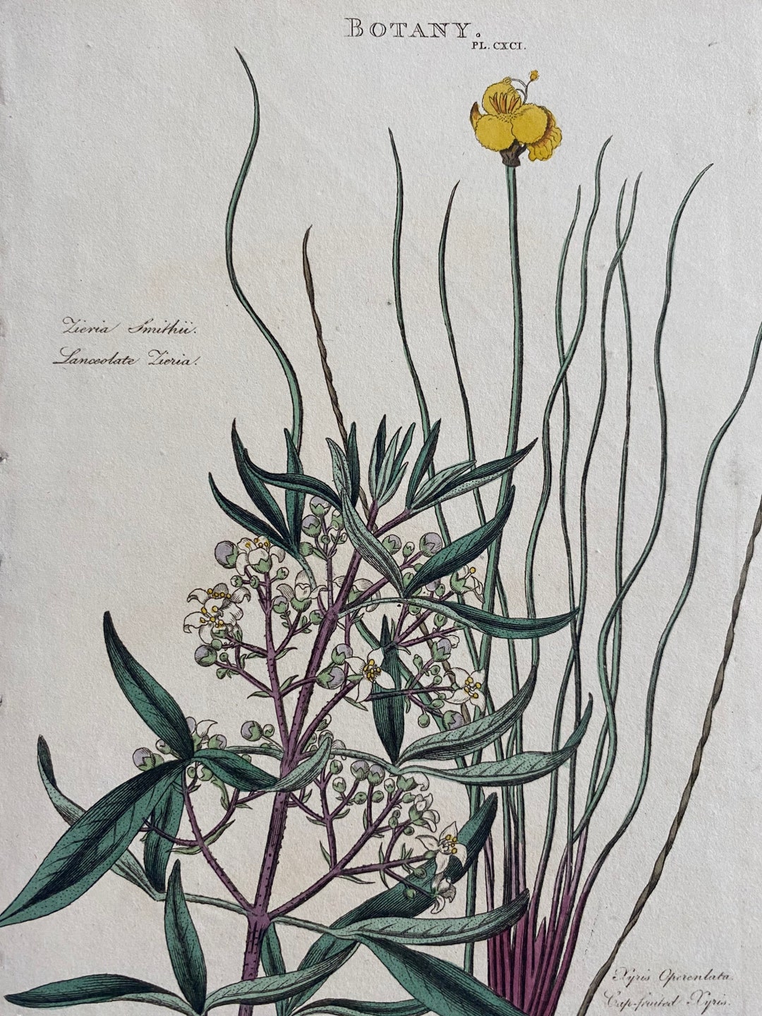 1812 Antique Botanical Print - Etsy