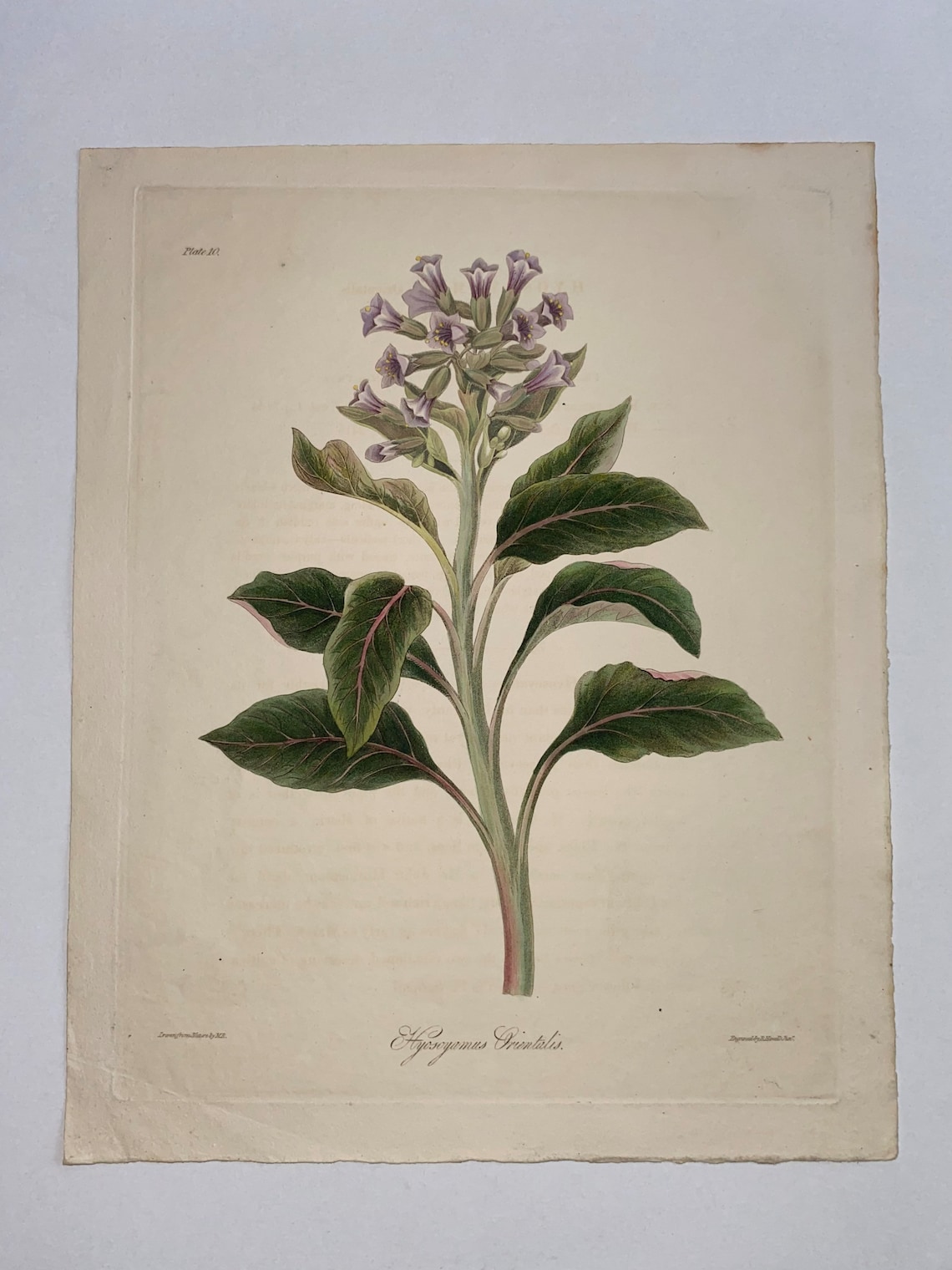 1820s Botanical Print of Physochlaina - Etsy