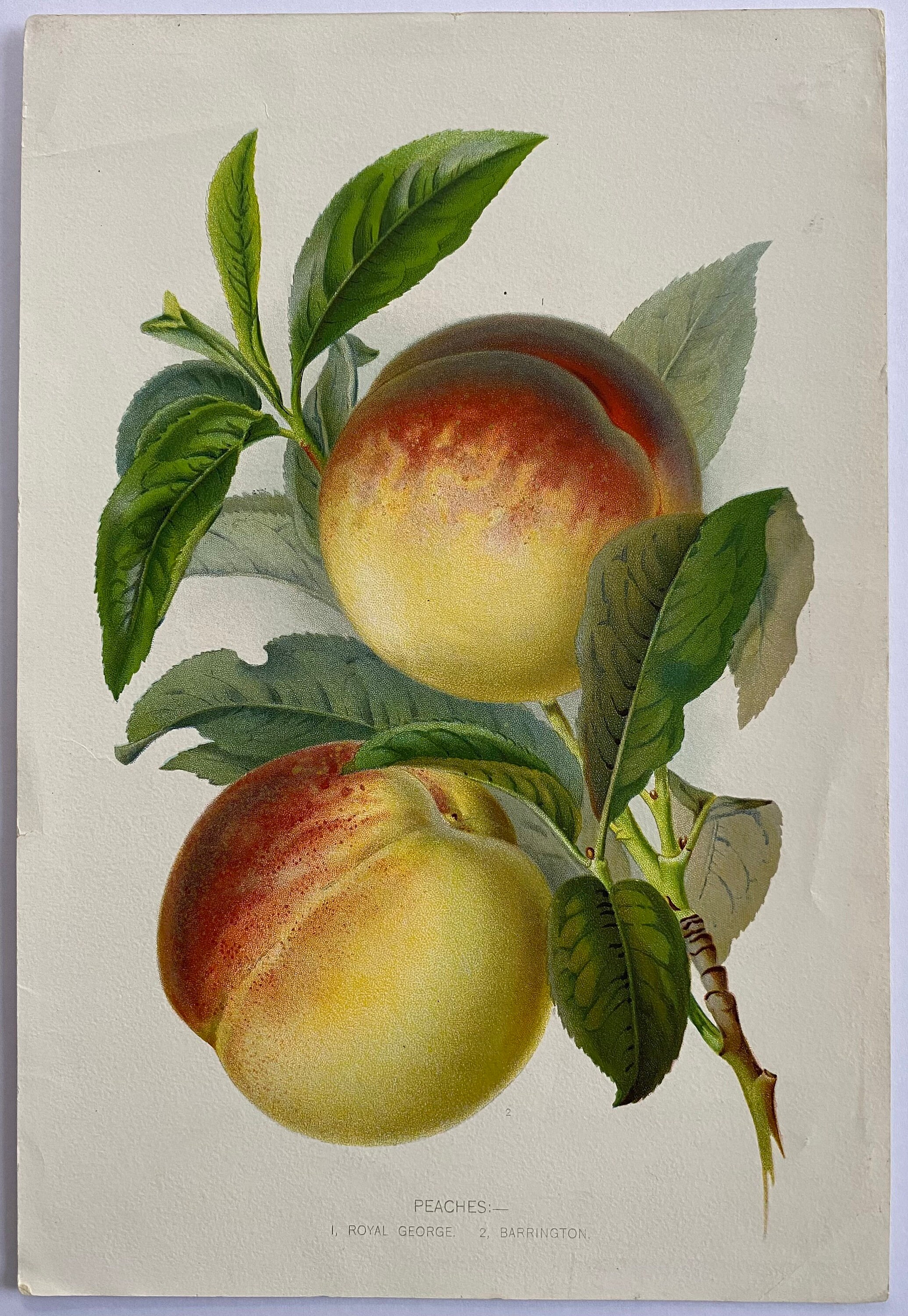 Antique Botanical Print of Peaches - Etsy