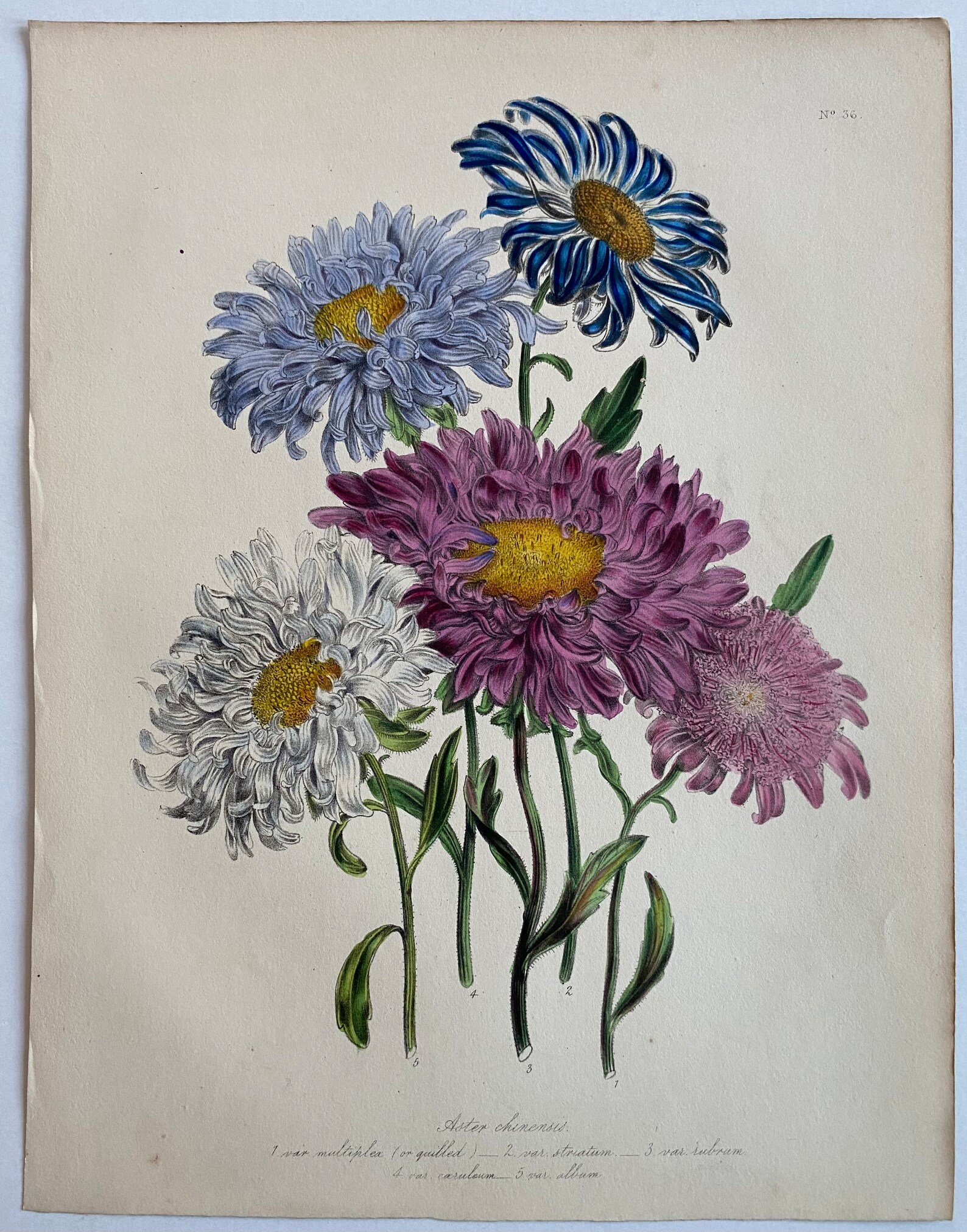 1840s Botanical Print Ladies Flower Garden Plate 36 - Etsy