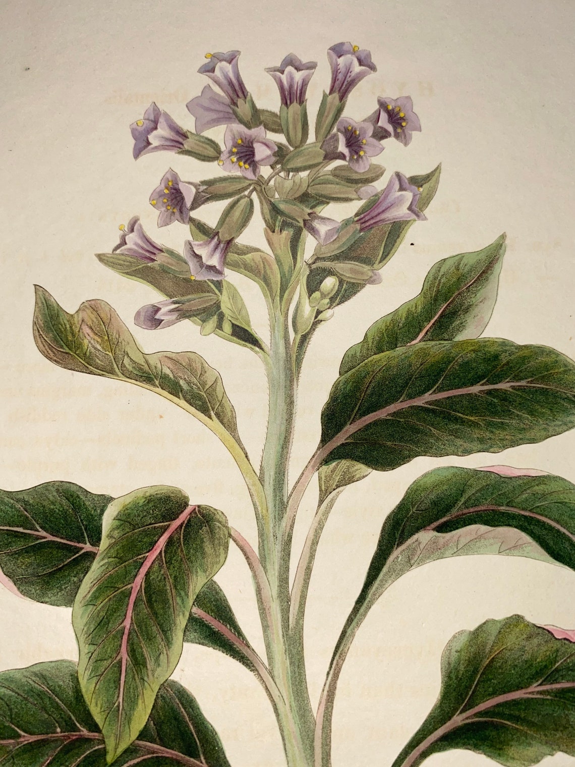 1820s Botanical Print of Physochlaina - Etsy