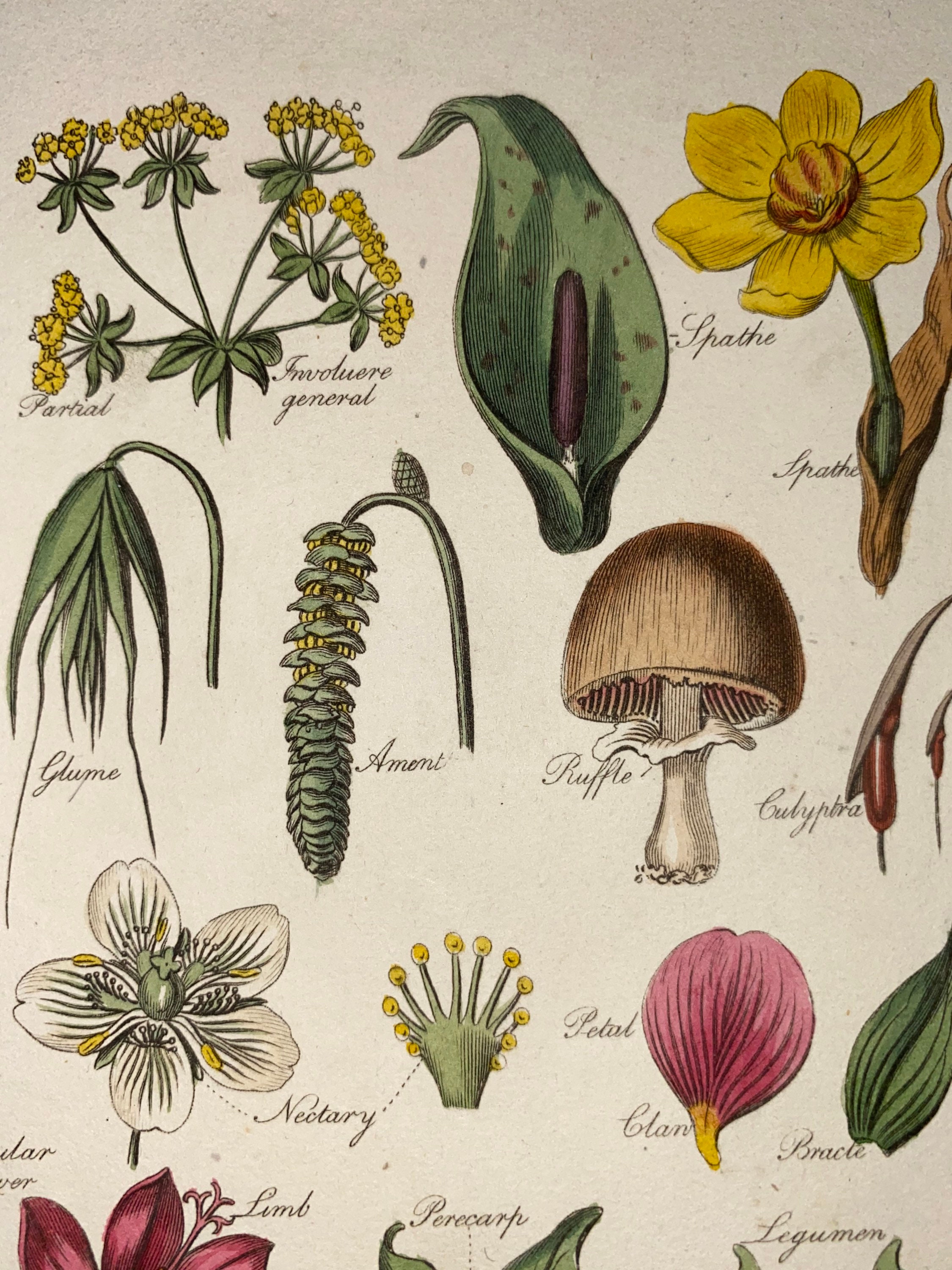 19th Century Botanical Print - Etsy