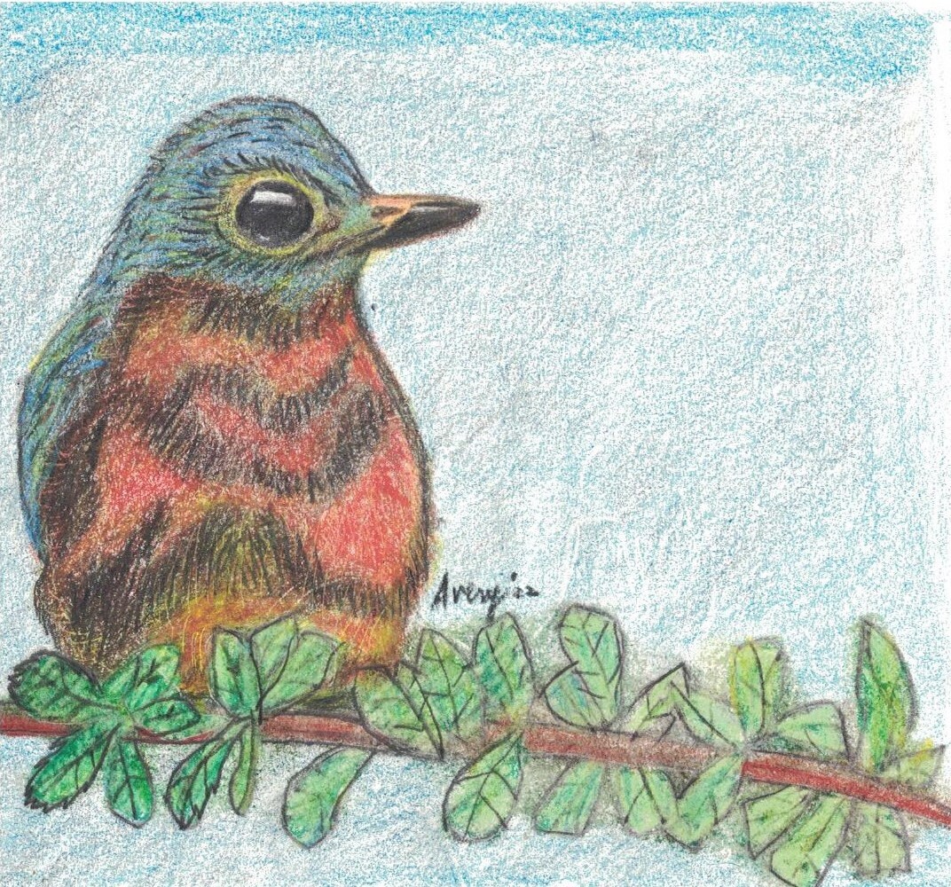 Eastern Bluebird Color Pencil Drawing - Etsy