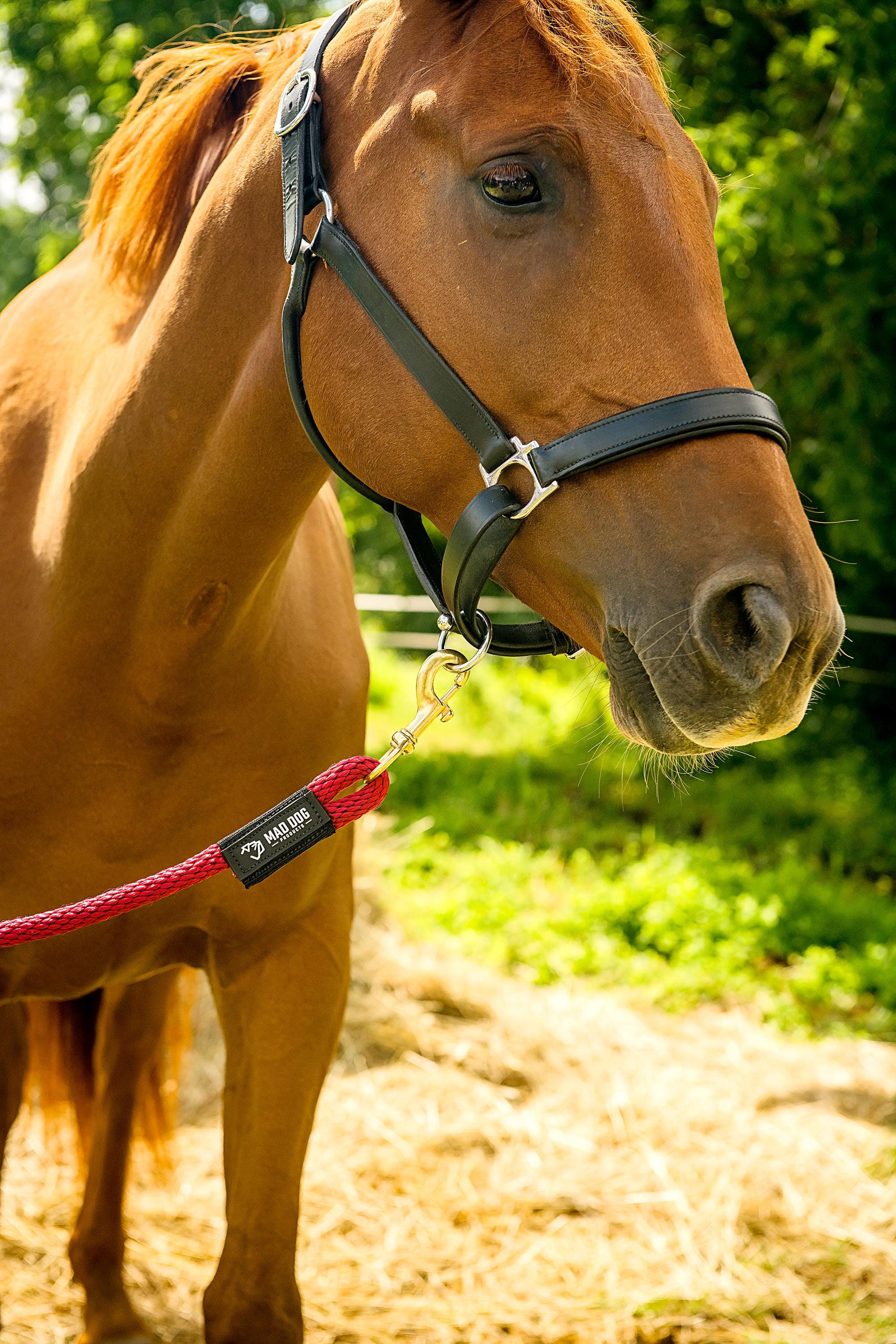 Personalized Horse Lead With Heavy-duty Brass Snap Solid Braid Rope ...