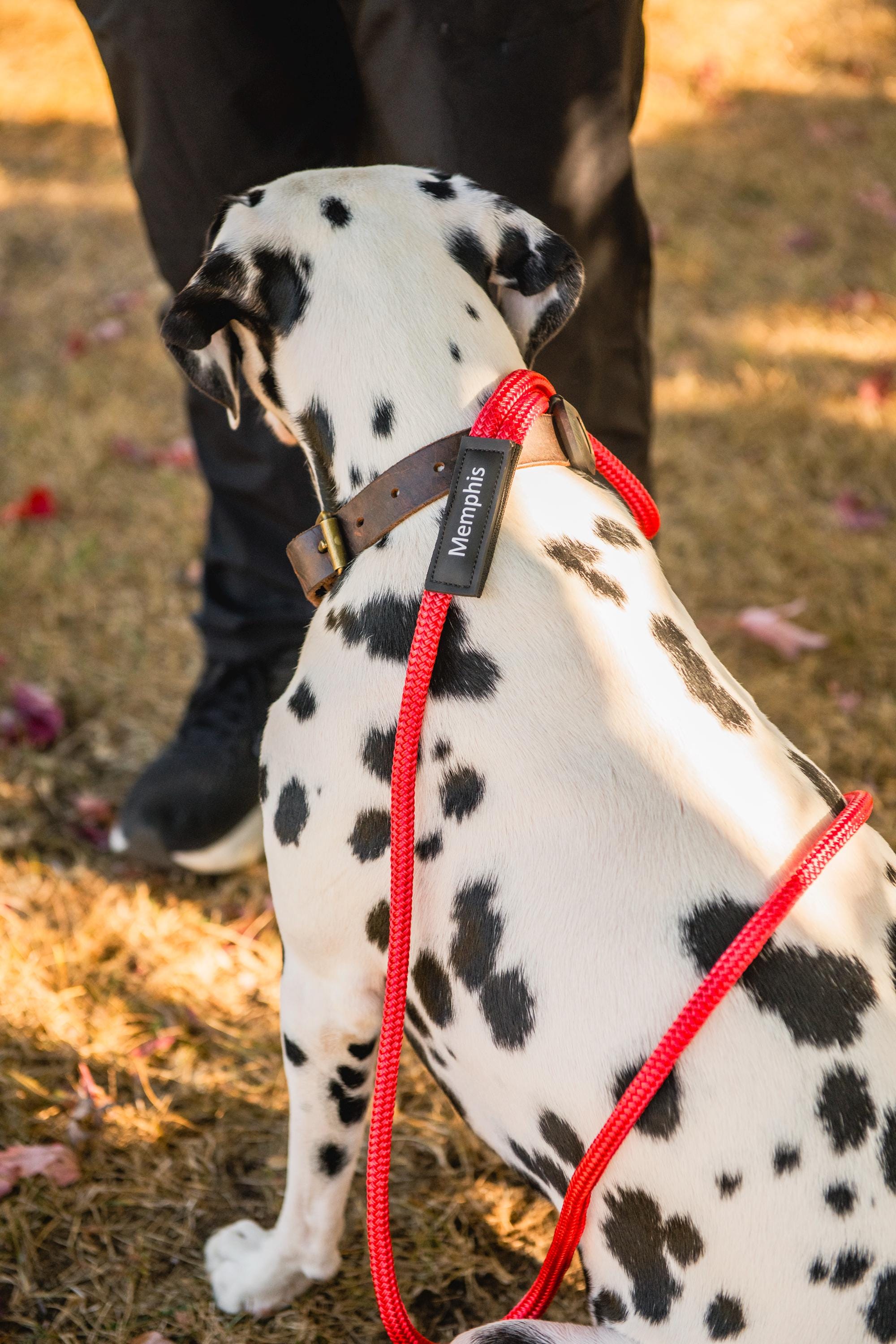 Personalized 'easy Leader' Slip Lead W/ S-hook Attachment Made in the ...