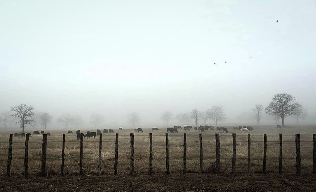 Foggy Morning on the Ranch, Cattle Rustic Western Cowboy Photography ...