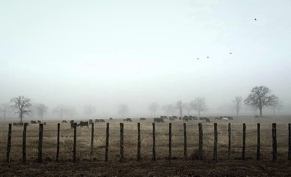 Foggy Ranch