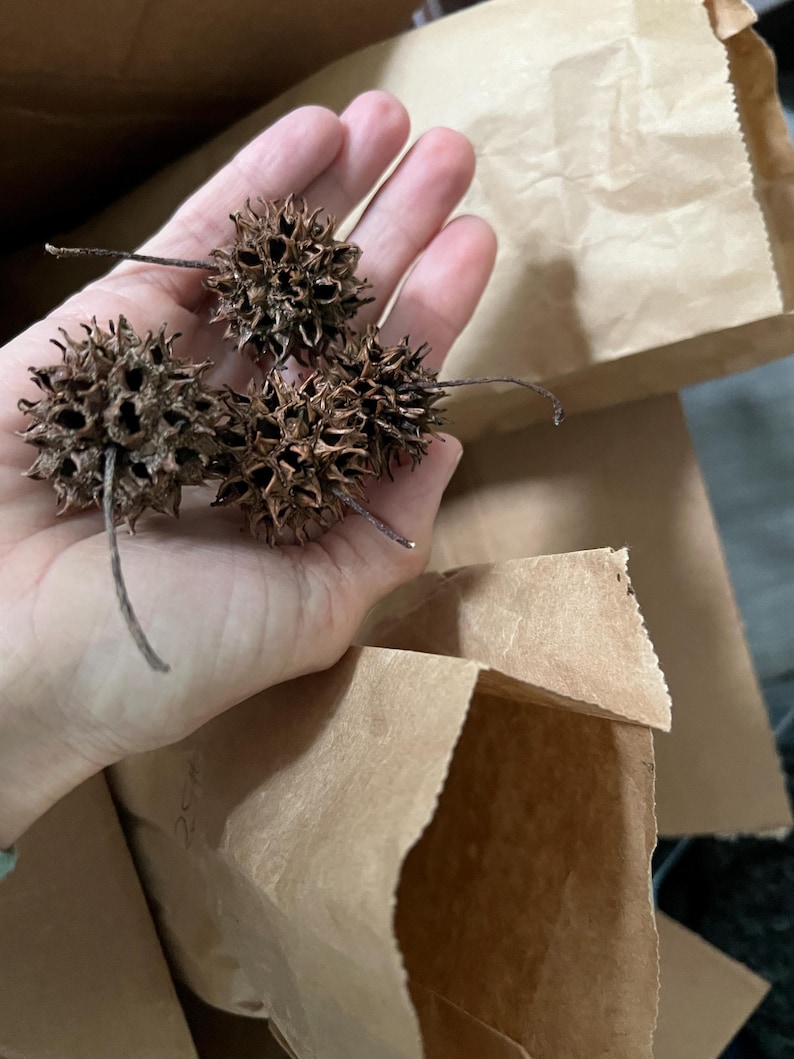 100 Sweetgum Sweet Gum Tree Spike Ball Pods Liquidambar DIY Crafts ...
