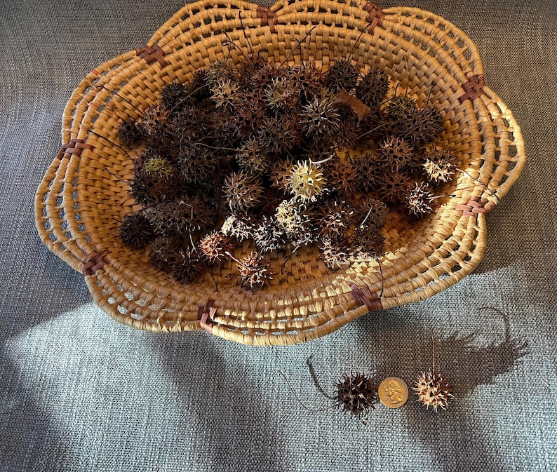 100 Sweetgum Sweet Gum Tree Spike Ball Pods Liquidambar DIY Crafts ...