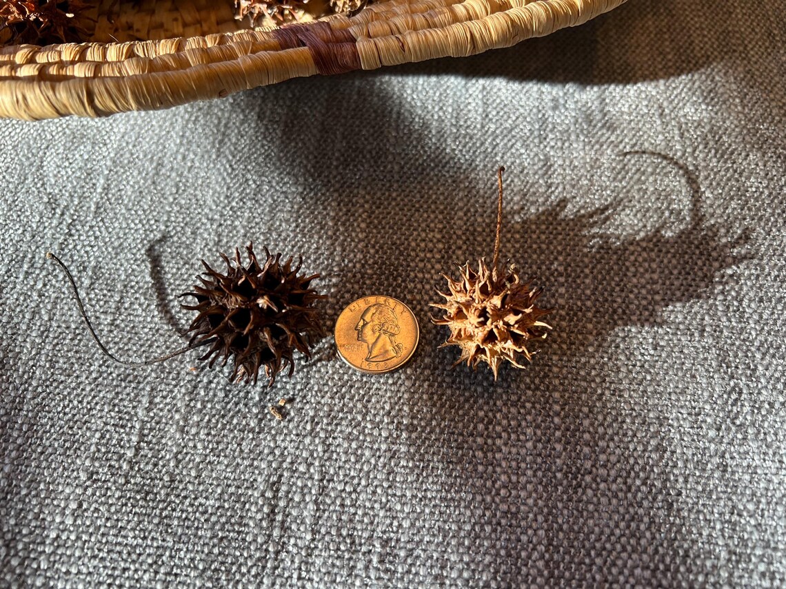 100 Sweetgum Sweet Gum Tree Spike Ball Pods Liquidambar DIY Crafts ...
