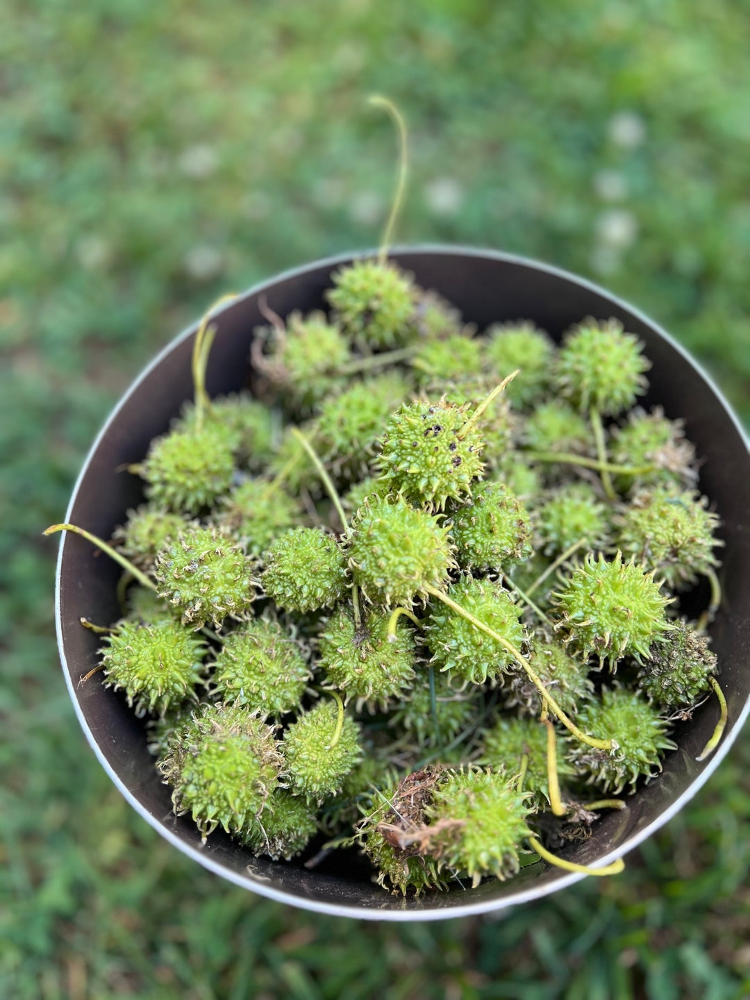Freshsh Green Sweetgum 50 Ct Sweet Gum Organic Tree Spike Ball Pods ...
