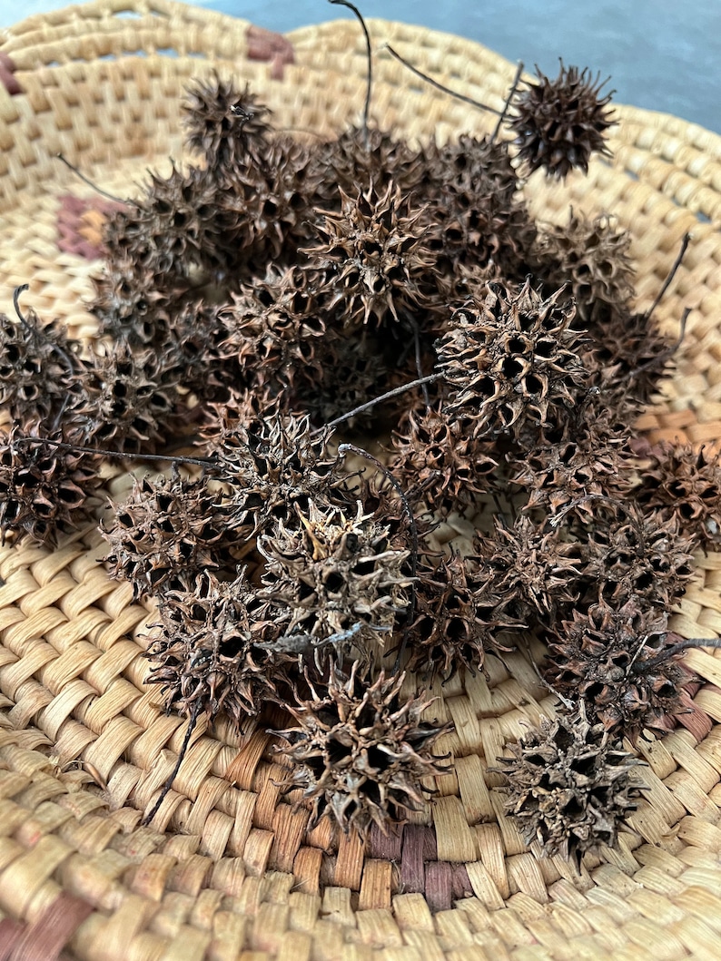 50 Sweetgum Sweet Gum Tree Spike Ball Pods Liquidambar DIY Crafts ...