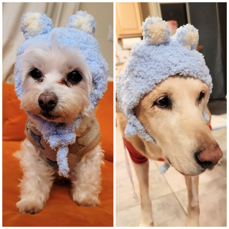 Pet Hat - Etsy