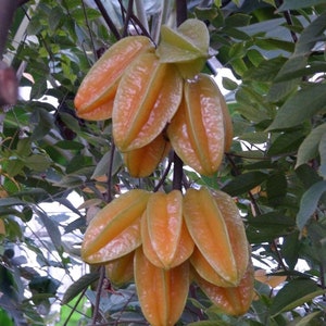 Grafted Starfruit Starfruit averrhoa Carambola Live Fruit Tree 1-2ft - Etsy