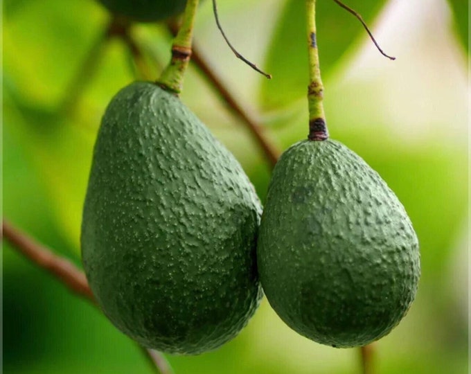 Little Cado Avocado Tree 1 Feet Tall Grafted Tree Ship in Plastic Bag ...