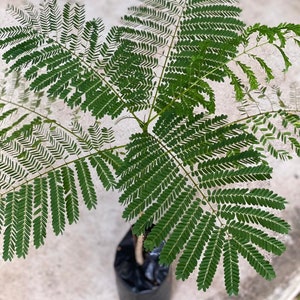 Red Flamboyan royal Poinciana/delonix Regia Tropical Tree 12inch24 - Etsy