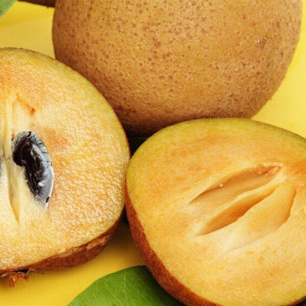 Dwarf Loquat Tree - Etsy