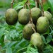 Jocote Spanish Plum Live Fruit Tree spondiaspurpurea jobo Enano 10in to ...