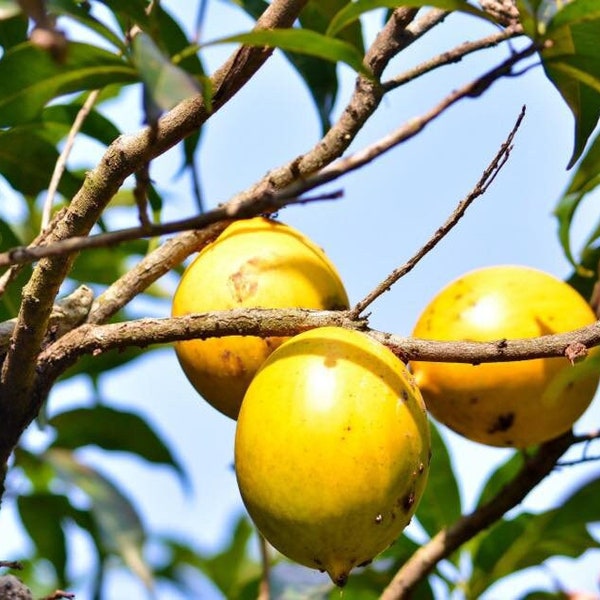 Caimito Fruit - Etsy