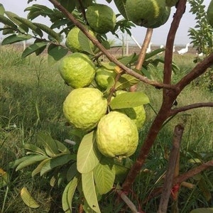 Indonesian Seedless Guava psidium Guajava 1024 Inches Height Live Fruit Tree - Etsy