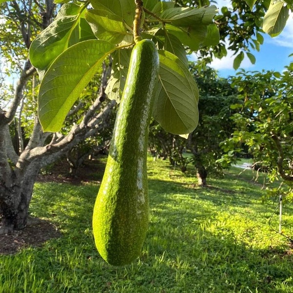 Russell Long Neck Avocado - Etsy