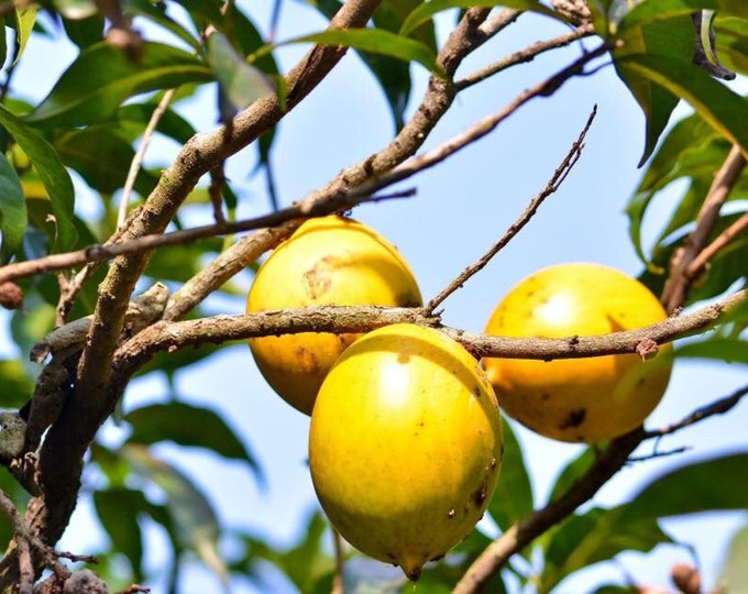 3 Gallon Live Abiu Fruit Tree, Caimito Amarillo - Etsy