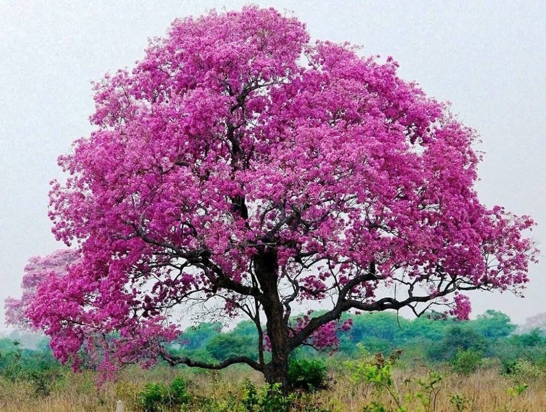 Pink Trumpet Tree Live Plants Tabebuia Heterophylla bignoniaceae 10inch ...
