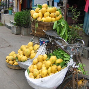 Grafted Mango Banganapalli Baneshan 2-3ft mangifera Indica Live Mango ...
