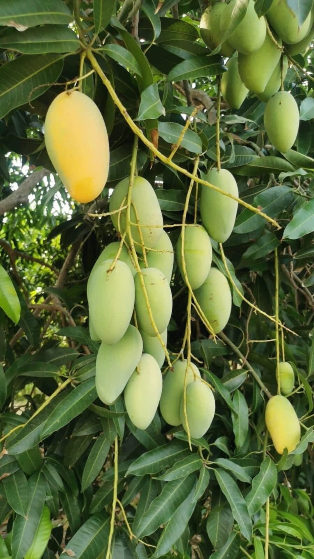 Manila Mangomangifera Indica Manila Live Fruit Tree 10inch-1ft - Etsy