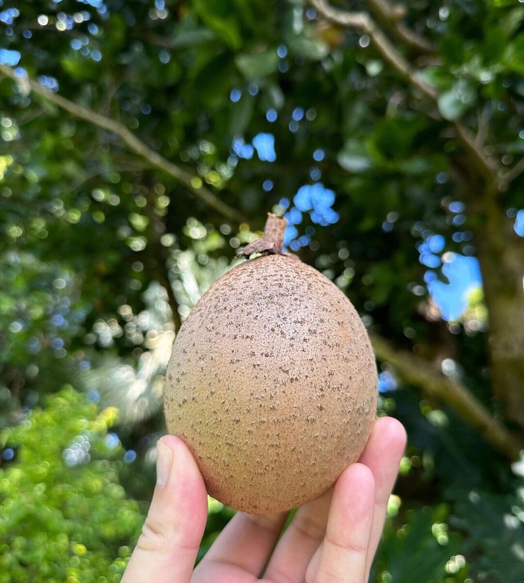 Big Mamey mammea Americana Live Fruit Tree 2-3 Feet - Etsy