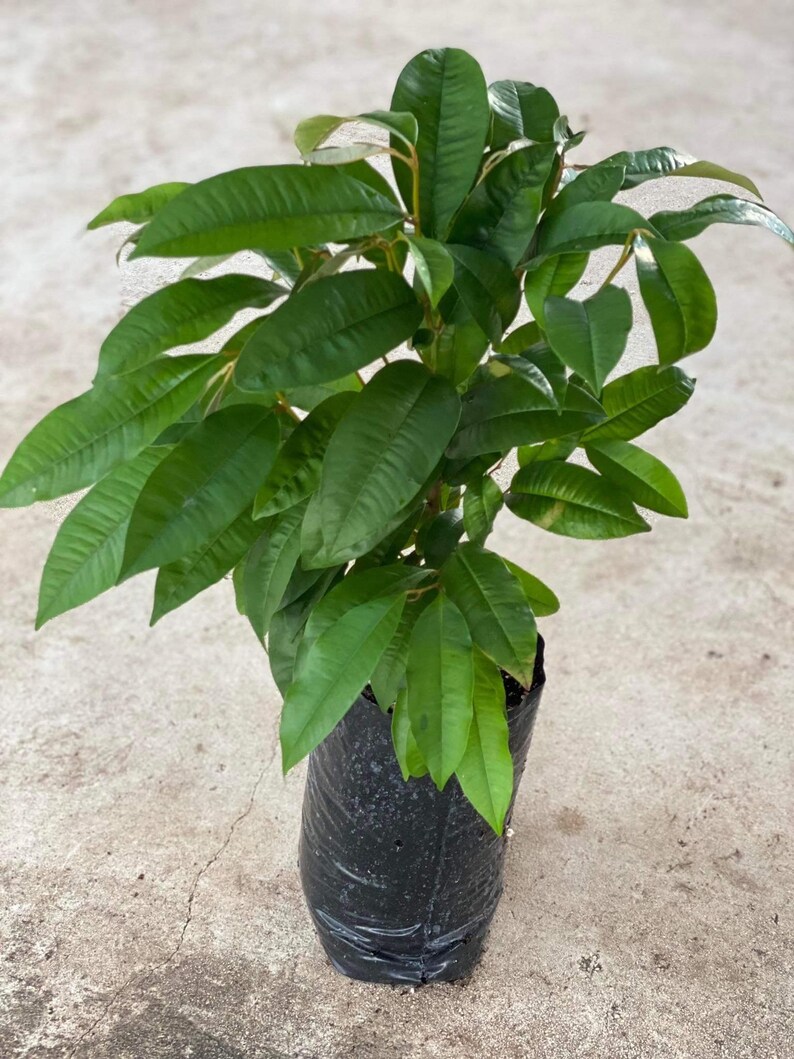 Purple chrysophyllum Albidum Star Apple Star Apple Fruit - Etsy