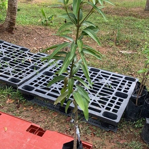 Grafted Mango Banganapalli Baneshan 2-3ft mangifera Indica Live Mango ...