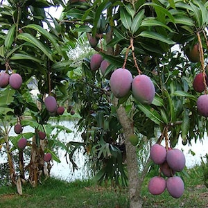 BIG Grafted Mango Palmer manglifera Fruit Tree 3'4feet - Etsy