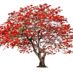 Red Flamboyan royal Poinciana/delonix Regia Tropical Tree 12inch24 - Etsy