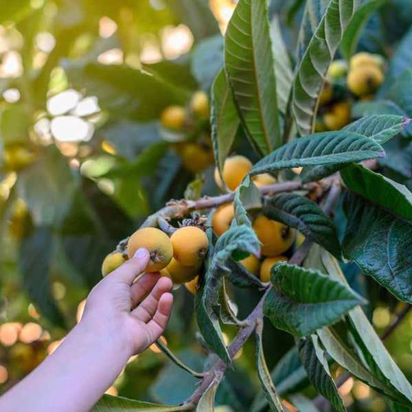 Dwarf Loquat Tree - Etsy