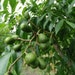 Jocote Spanish Plum Live Fruit Tree spondiaspurpurea jobo Enano 10in to ...