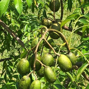 Jocote Spanish Plum Live Fruit Tree spondiaspurpurea jobo - Etsy