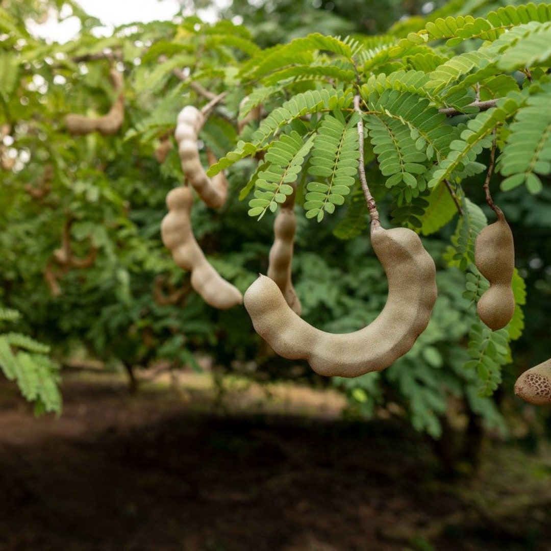 Tamarind Fruit Tree