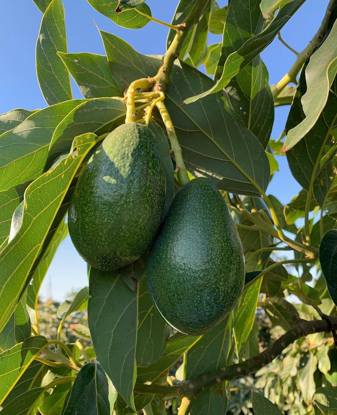 Avocado Bacon perse Americana Live Fruit Tree 10-inch 2ft - Etsy