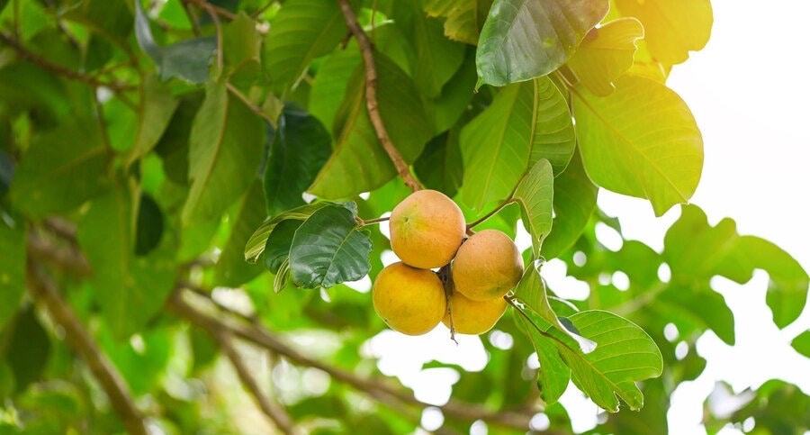 Santol Fruit Tree