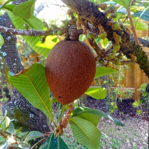 Mamey Sapote pouteria Sapota Live Fruit Tree 10 in 2 Feet Tree - Etsy