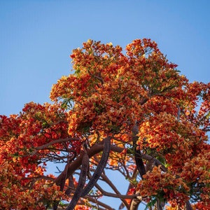 Red Flamboyan royal Poinciana/delonix Regia Tropical Tree 12inch24 - Etsy