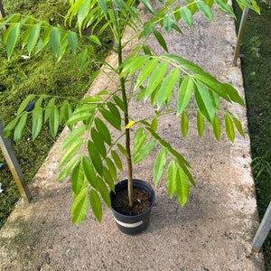 Jocote Spanish Plum Live Fruit Tree spondiaspurpurea jobo Enano 10in to ...