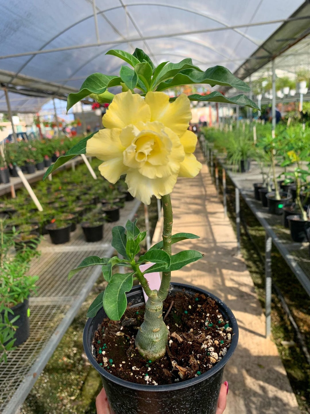 Desert Rose Yellow adenium Obesum Live Plant 10 in to 2 Feet - Etsy