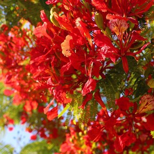 Red Flamboyan royal Poinciana/delonix Regia Tropical Tree 12inch24 - Etsy
