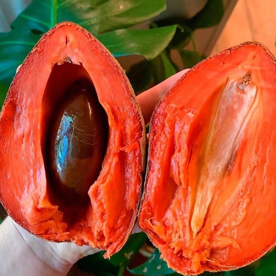 Mamey Fruit Tree